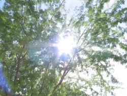 Solar and Sunlight Simulation Lamps - Daylight Simulation | TJS Lasers